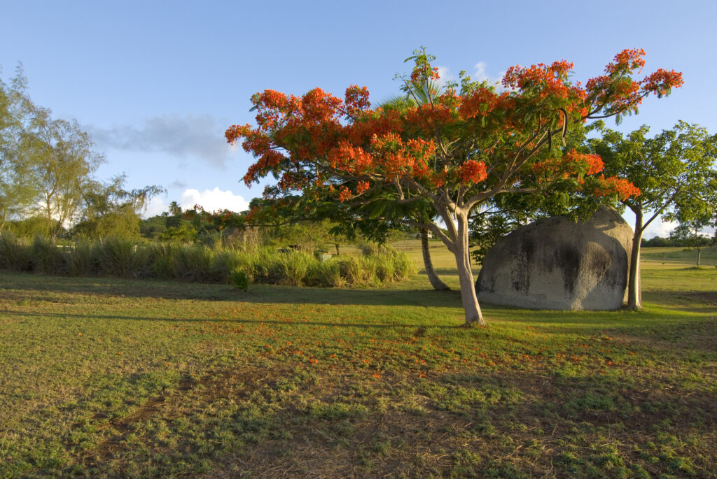 Bobbin´ for Lace in Puerto Rico - Me gusta volar